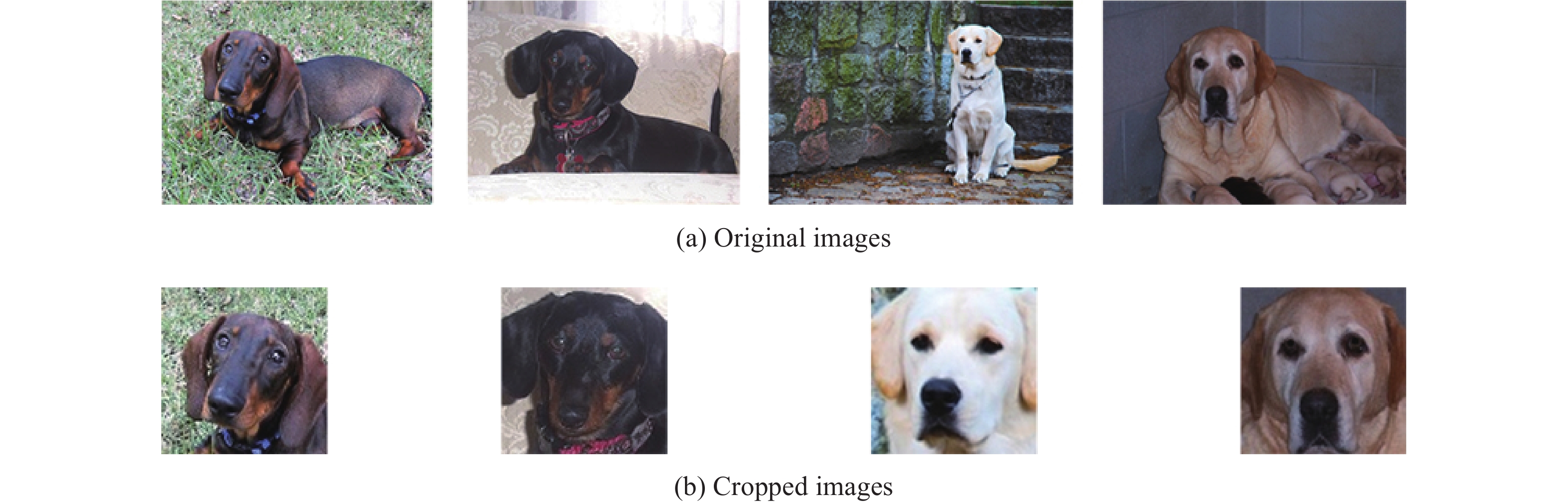 Knowing Your Dog Breed: Identifying a Dog Breed with Deep Learning