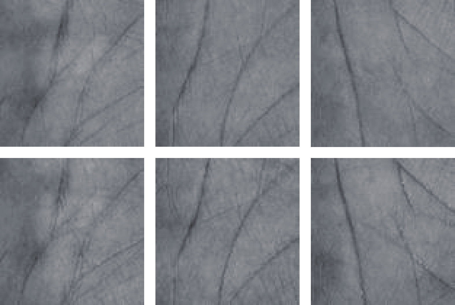 2D and 3D Palmprint and Palm Vein Recognition Based on Neural ...