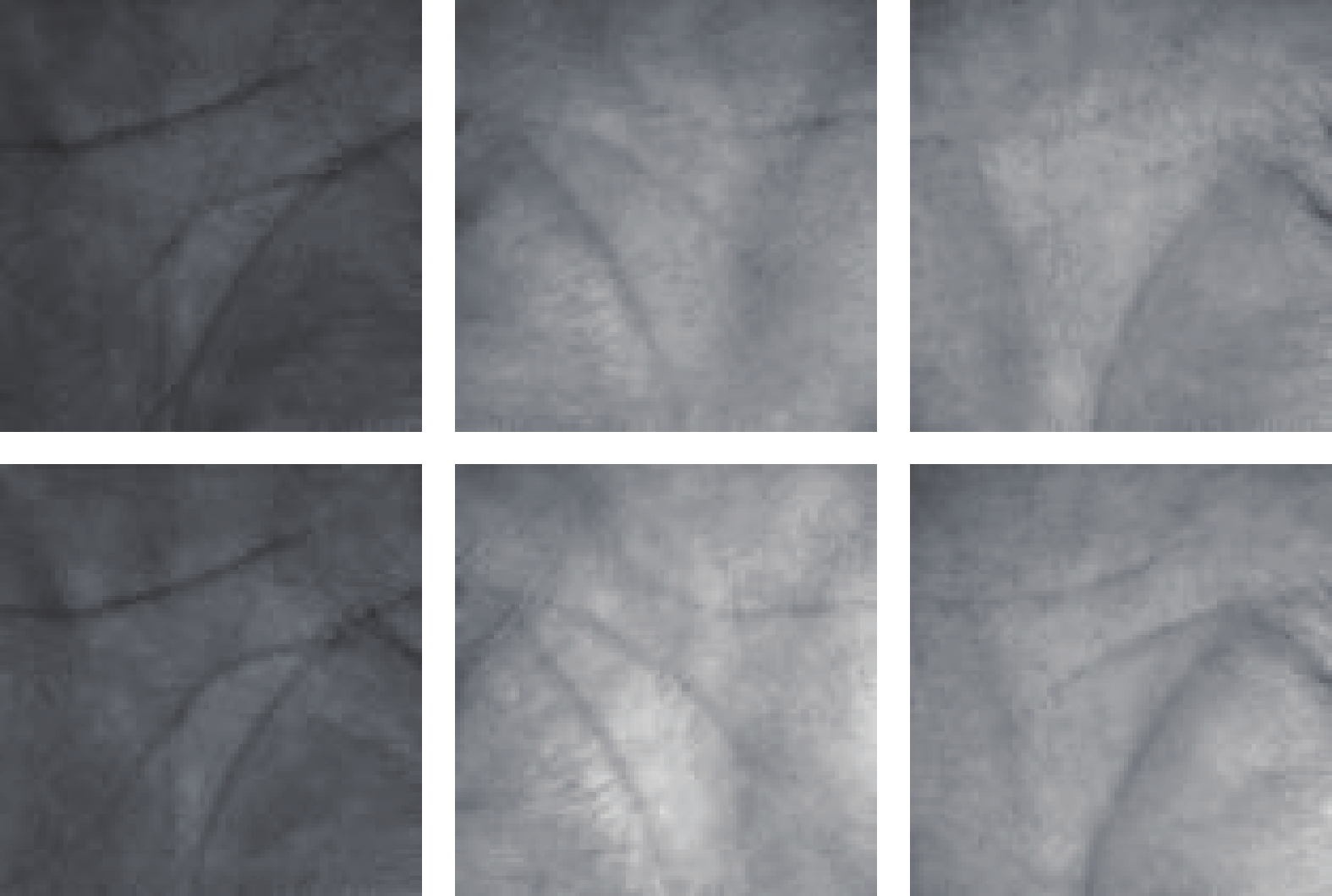 2D and 3D Palmprint and Palm Vein Recognition Based on Neural ...