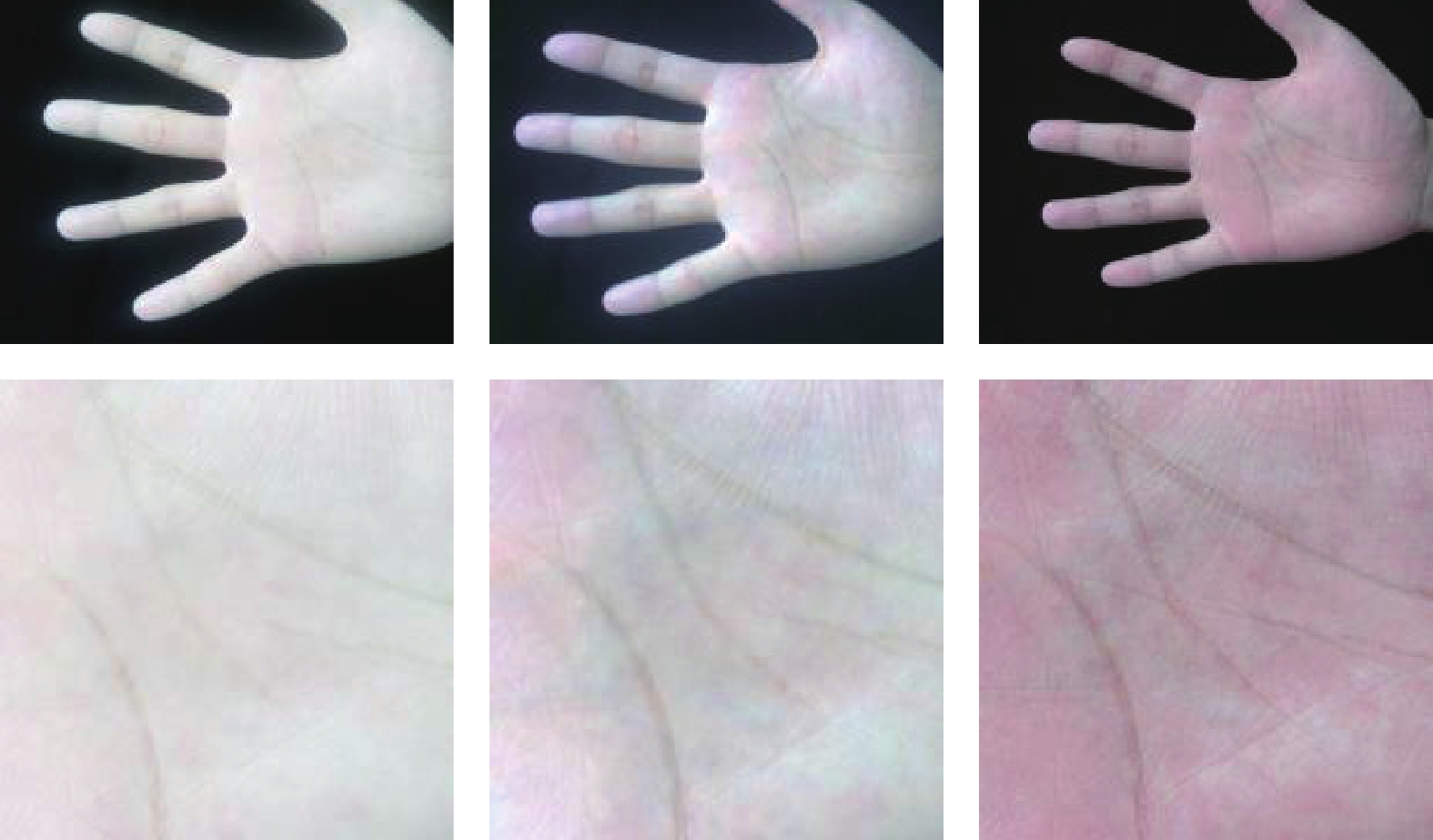 2D and 3D Palmprint and Palm Vein Recognition Based on Neural ...