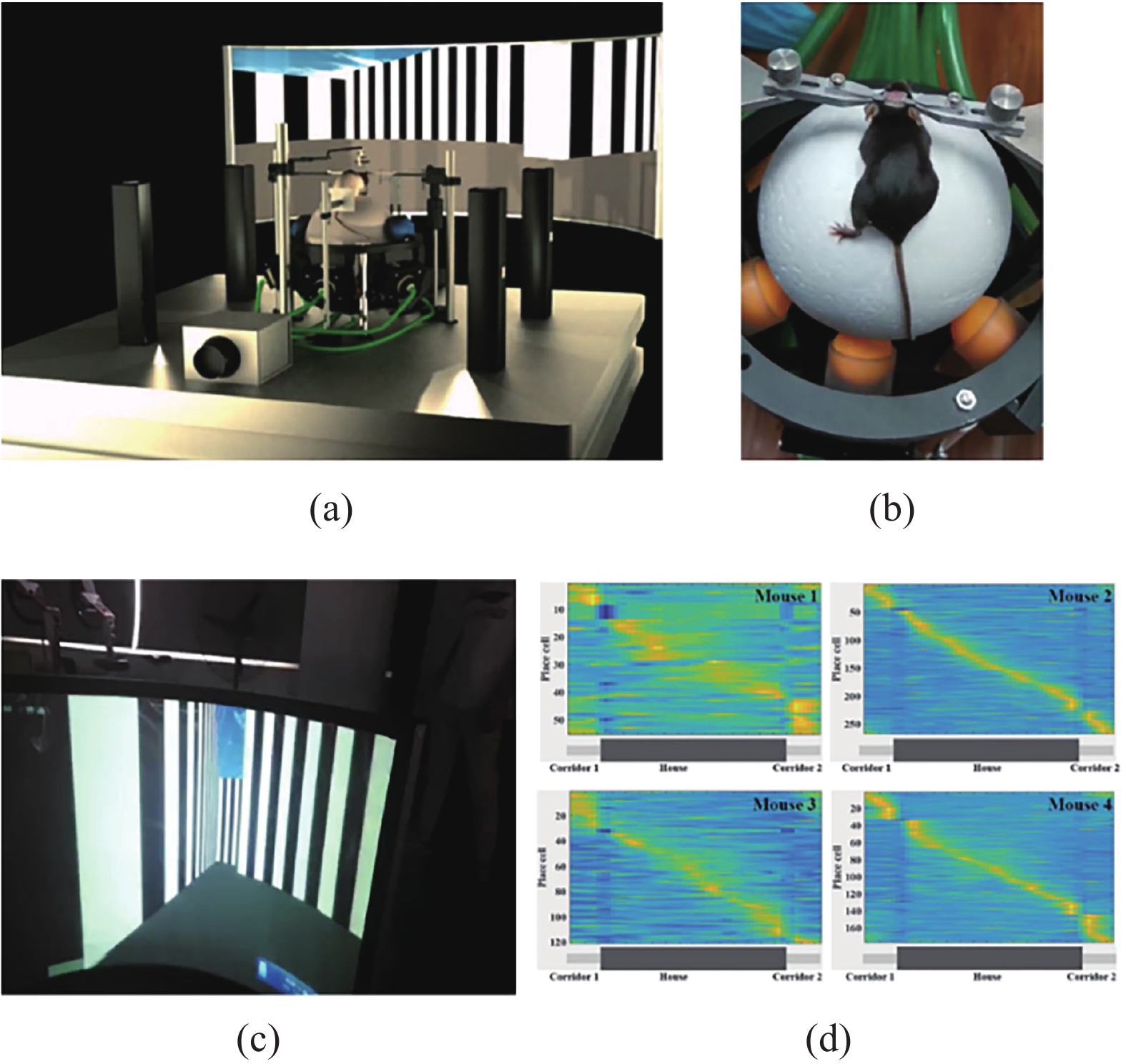 An Immersive Virtual Reality System for Rodents in Behavioral and ...