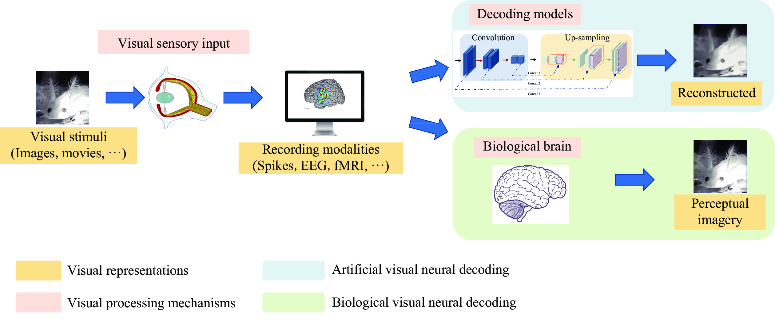 Neural Decoding Of Visual Information Across Different Neural Recording Modalities And Approaches