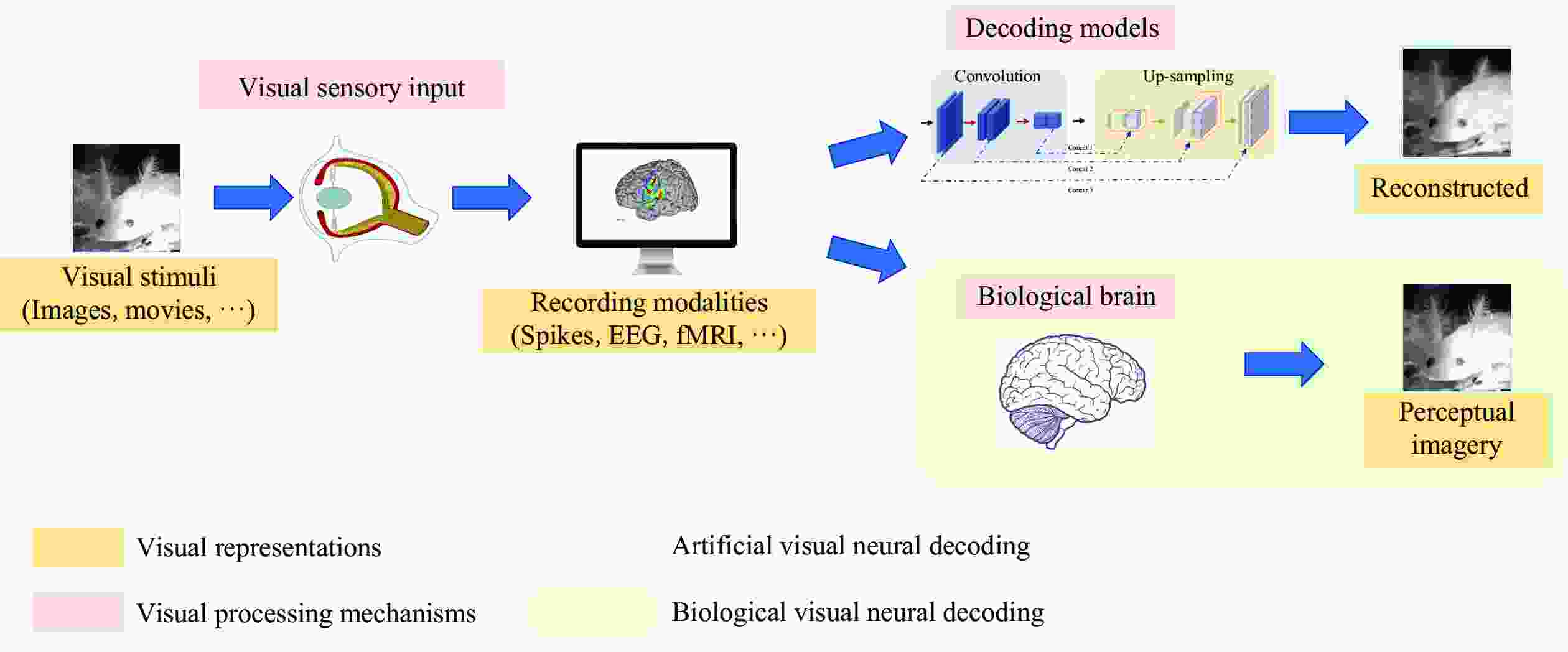 Neural Decoding of Visual Information Across Different Neural Recording ...