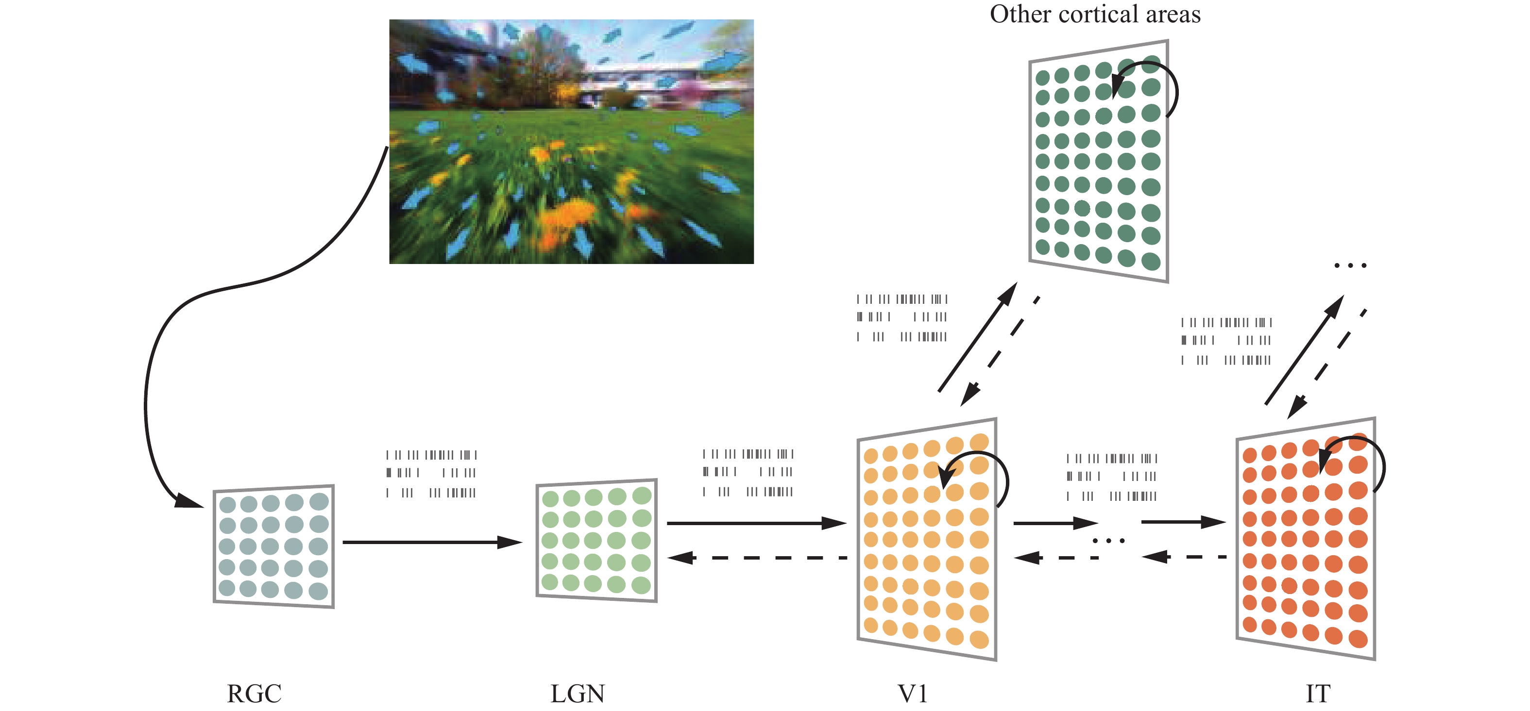 Towards a New Paradigm for Brain-inspired Computer Vision
