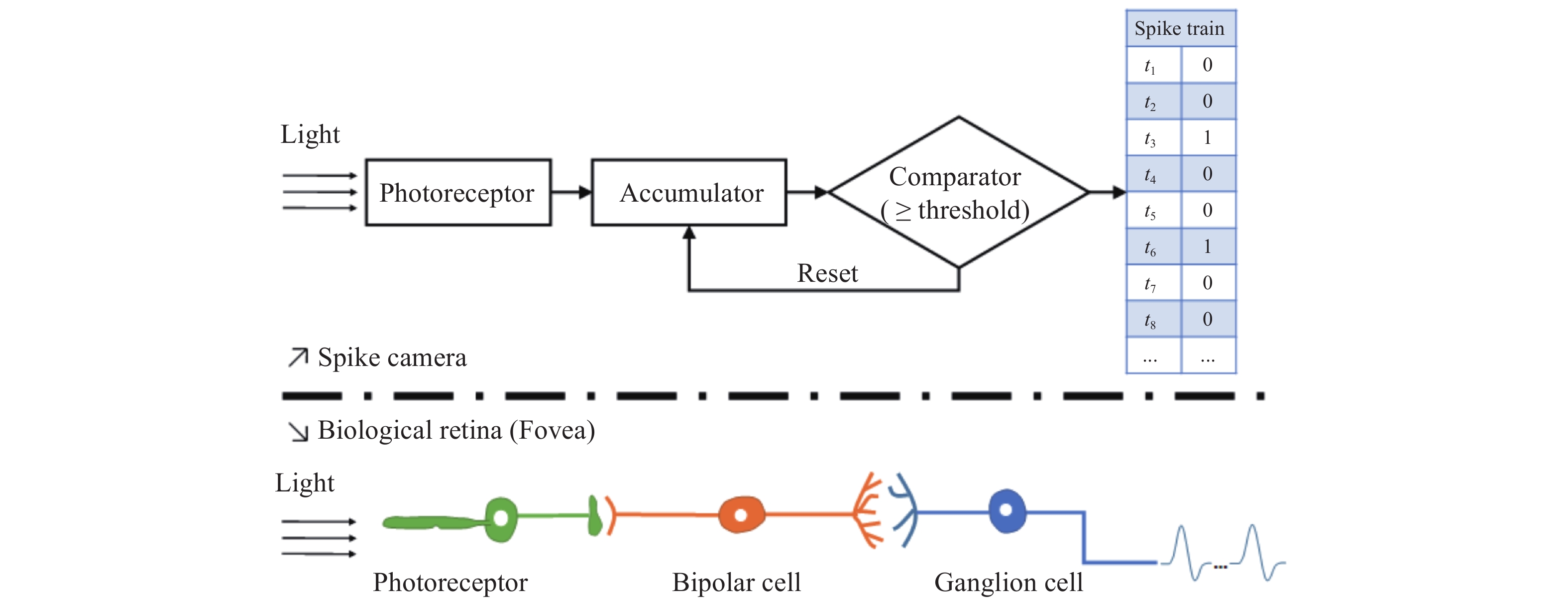 Towards a New Paradigm for Brain-inspired Computer Vision