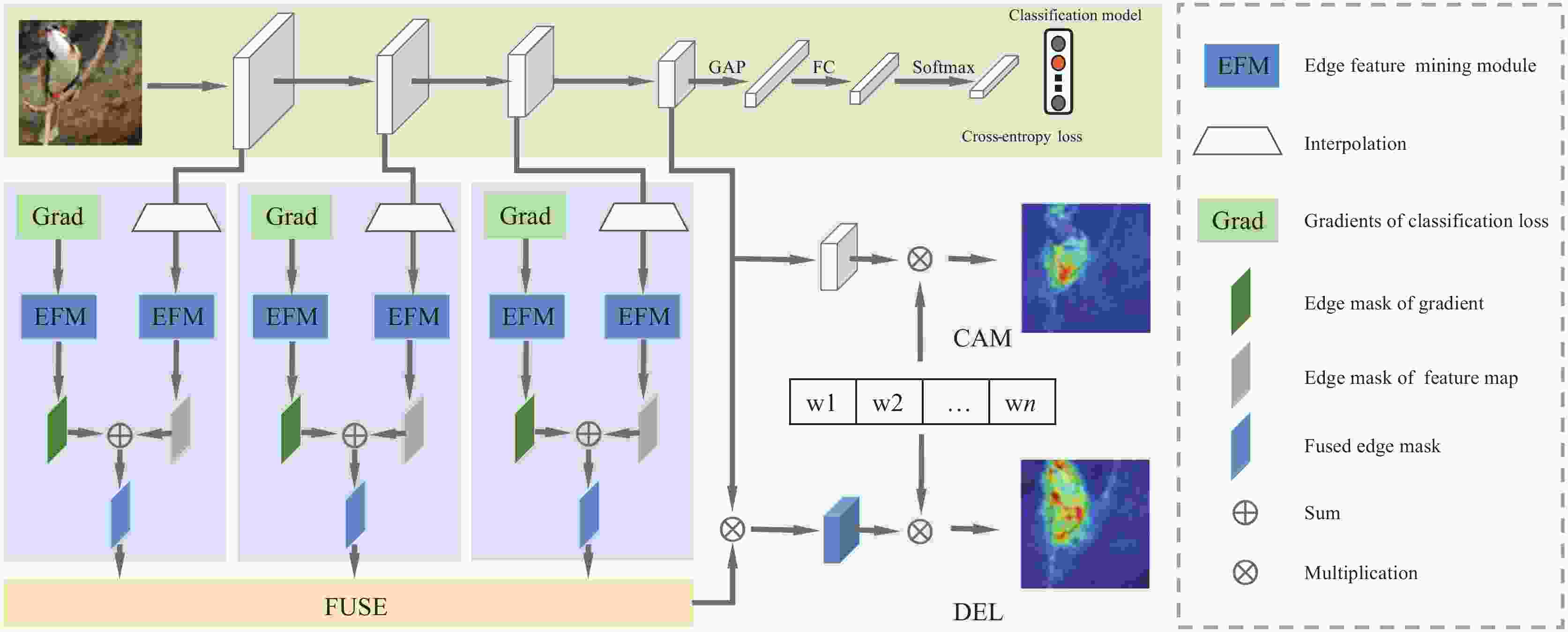 Shallow Feature-driven Dual-edges Localization Network for Weakly Supervised Localization